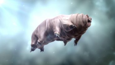 12 Weetjes over de Blobvis (het lelijkste dier op aarde!) - Dierenfun