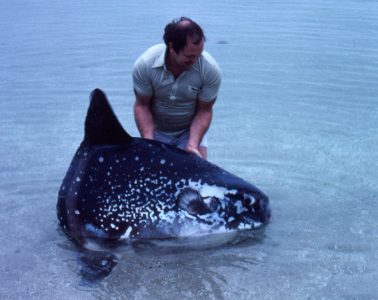 14 Grootste Vissen in de Wereld (gewicht) - Dierenfun