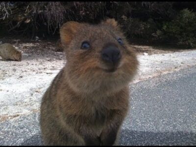 Quokka - 9 Weetjes over het schattigste dier op aarde - Dierenfun