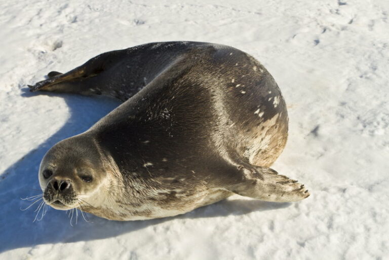 18 Dieren die leven op de Zuidpool (Antarctica) - Dierenfun