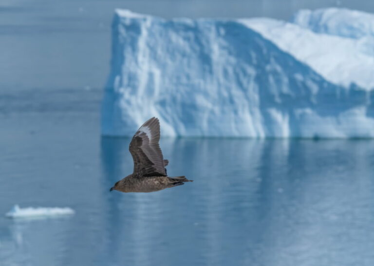 18 Dieren die leven op de Zuidpool (Antarctica) - Dierenfun