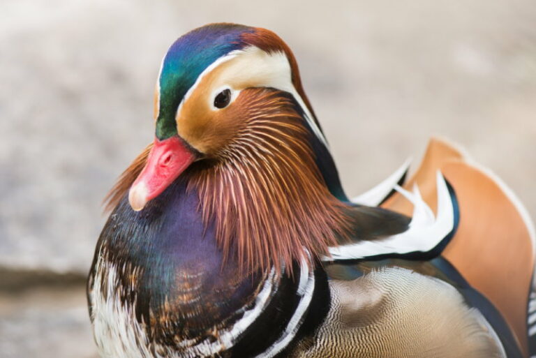 12 Vreemde eenden - met Prachtige kleuren en veren - Dierenfun