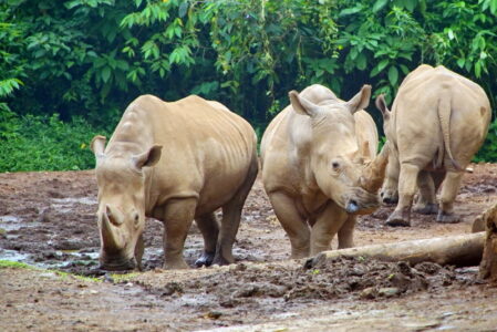 De 5 Verschillenden soorten Neushoorns - Dierenfun