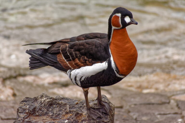 20 Verschillende Ganzensoorten - Dierenfun