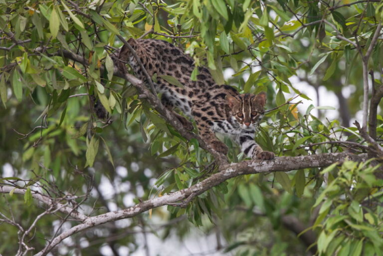 15 Bijzondere Japanse Dieren - Dierenfun