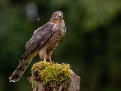 12 Roofvogels die in Nederland broeden - Dierenfun