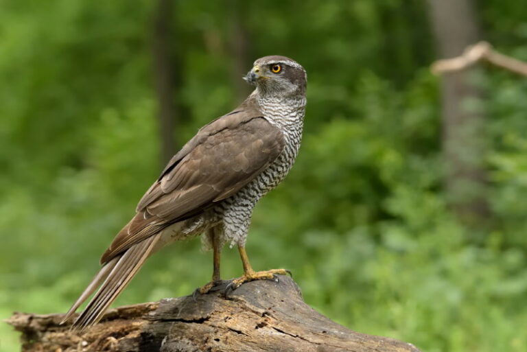 12 Roofvogels die in Nederland broeden - Dierenfun