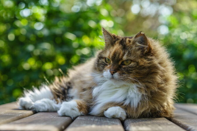 10 Langharige kattenrassen - Dierenfun