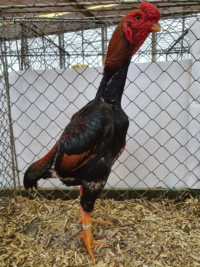 8 Kippenrasen met een vreemd uiterlijk - Dierenfun