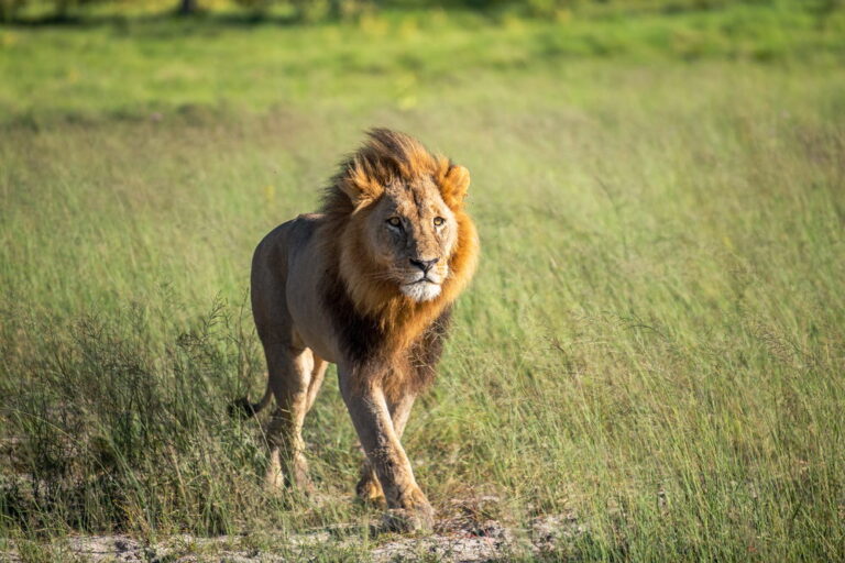 20 Weetjes over Leeuwen - (niet) De Koning van de Jungle? - Dierenfun