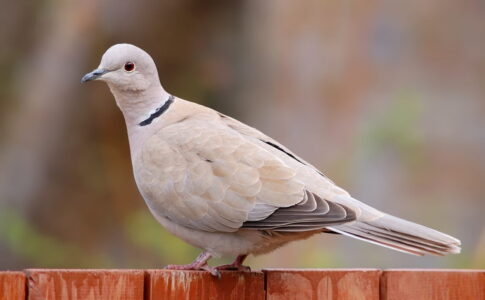 11 Boeiende Weetjes over Duiven die iedereen moet weten - Dierenfun