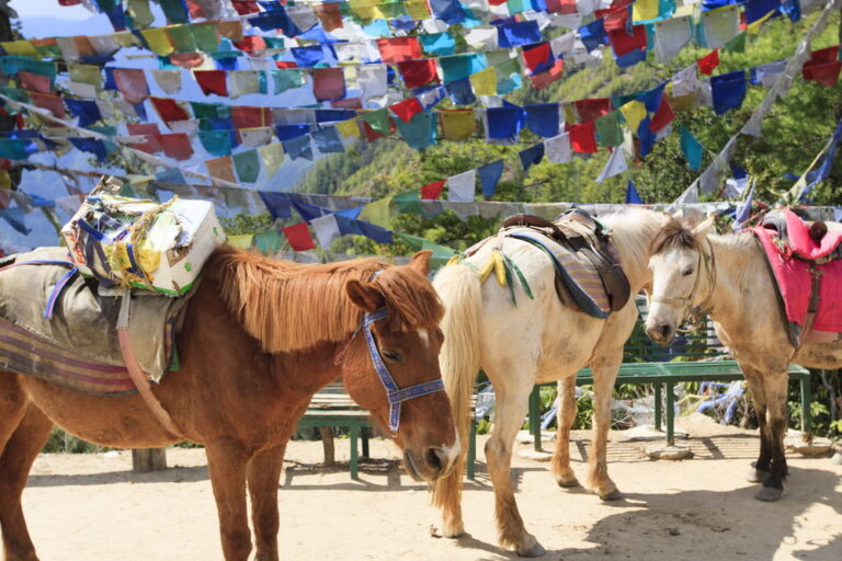 Top 10 Populairste Ponyrassen Wereldwijd - Dierenfun