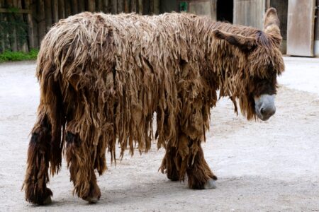 13 Koppige Weetjes over Ezels - Dierenfun