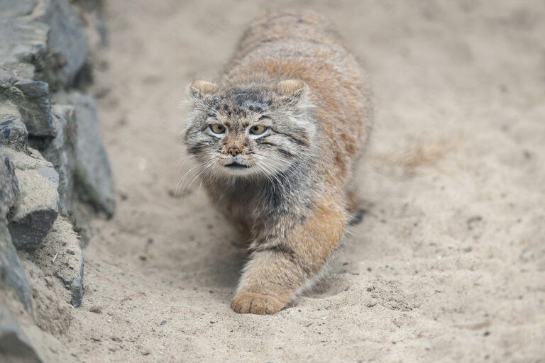 15 Weetjes over de Manoel (Pallas kat) - Dierenfun